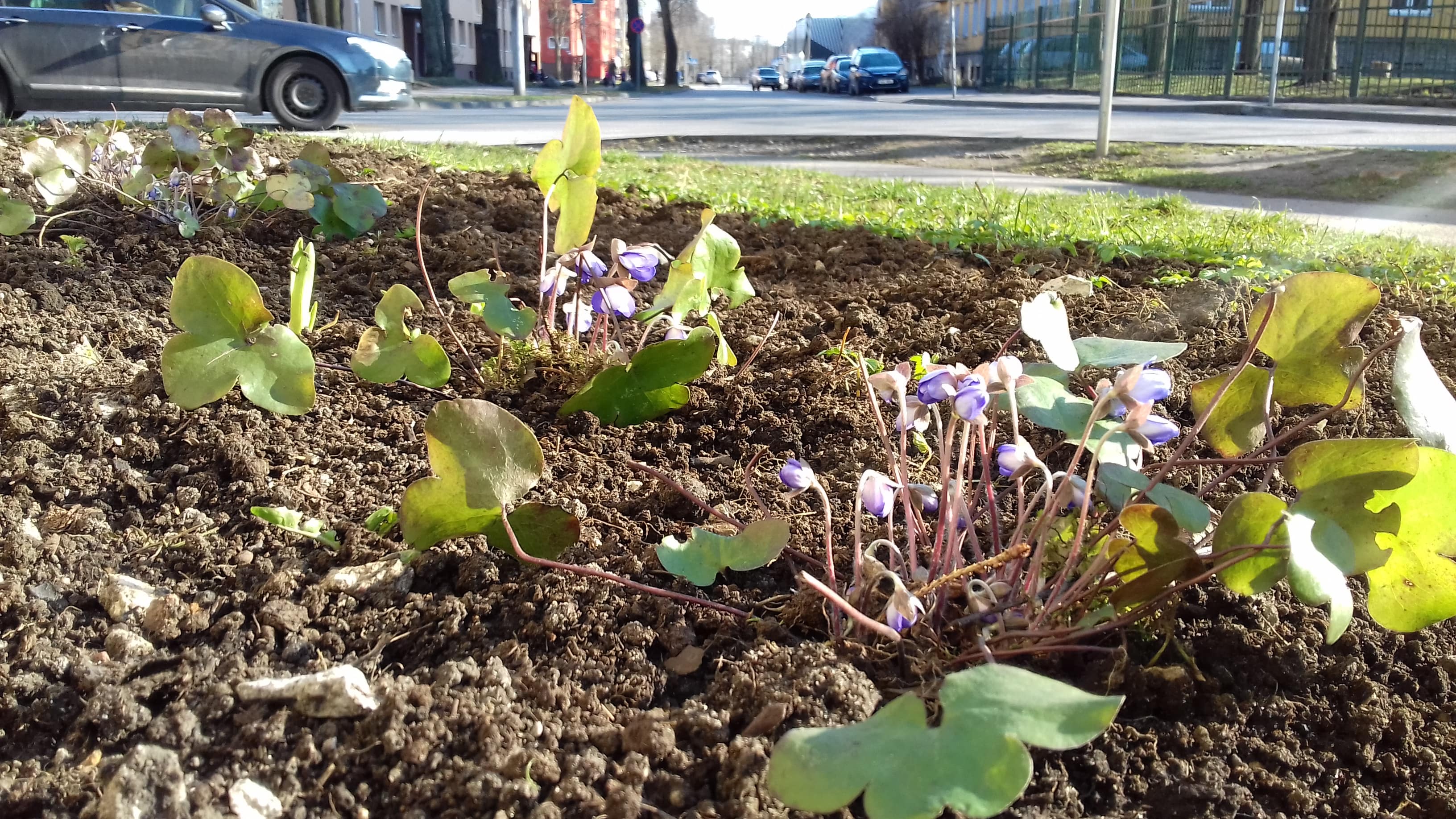 Estonians' Most Awaited Flower? - Free Estonian Word